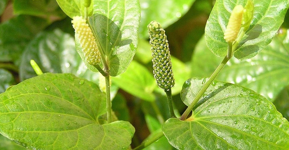 রাতেও অক্সিজেন ছাড়ে যে গাছগুলো