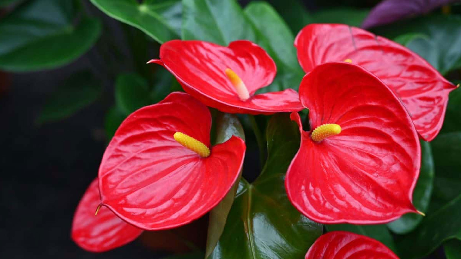 ঘরে কোন গাছ রাখলে বিশুদ্ধ থাকবে বাতাস