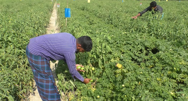 শীতের আগাম সবজি চাষে সফলতার উপায়