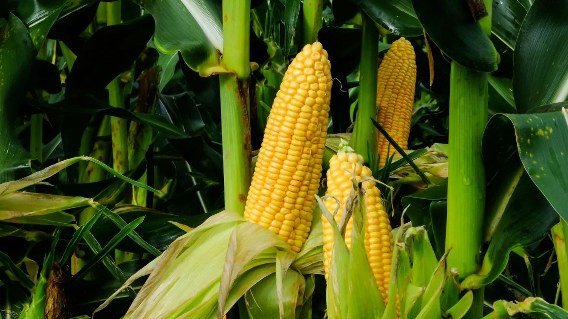 ভুট্টা খেলে যেসব উপকার মেলে