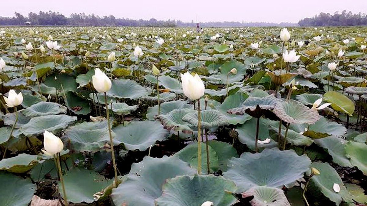 বাফলার বিলে সৌন্দর্য ছড়াচ্ছে ‘সাদা শাপলা’