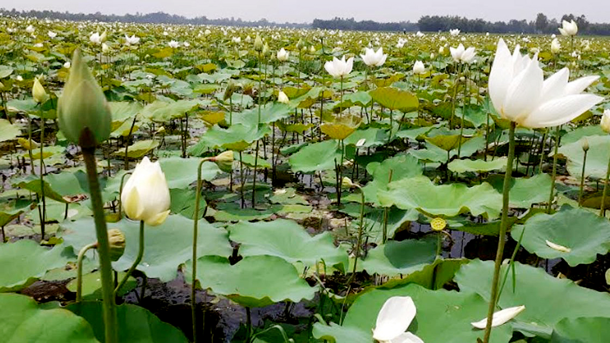 বাফলার বিলে সৌন্দর্য ছড়াচ্ছে ‘সাদা শাপলা’