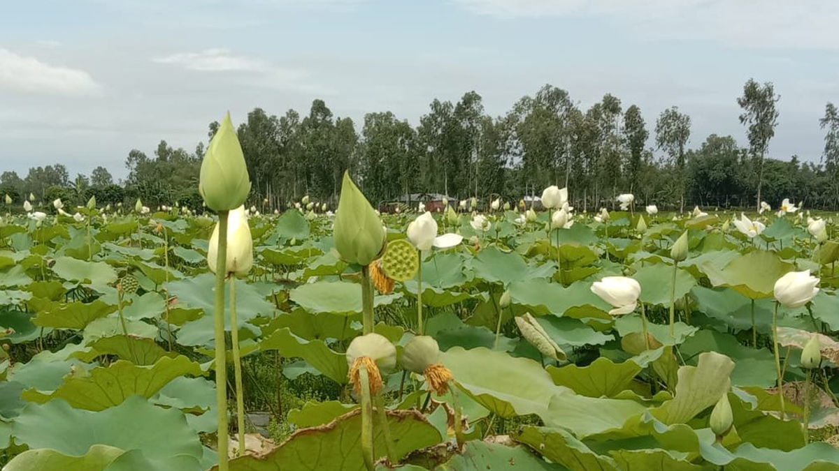 বাফলার বিলে সৌন্দর্য ছড়াচ্ছে ‘সাদা শাপলা’