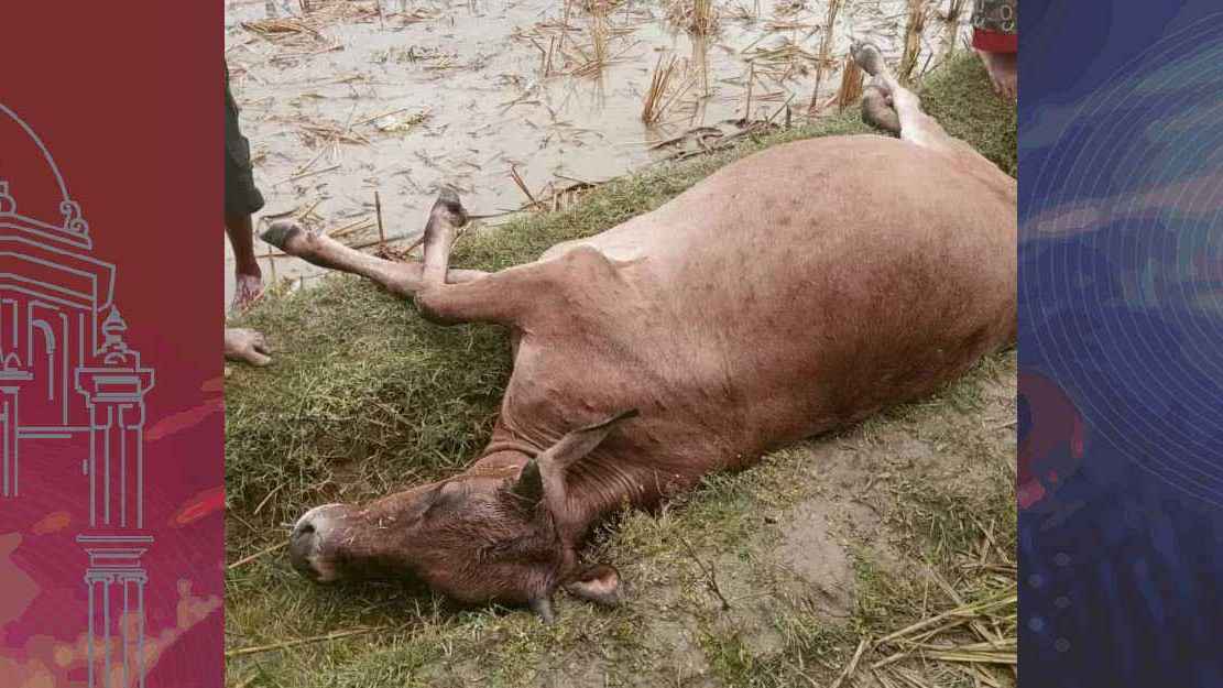 বজ্রপাতে কৃষকের লাখ টাকার গরুর মৃত্যু